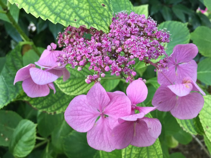 Calligraphy Version of the MfP Prayer | Mothers for Priests